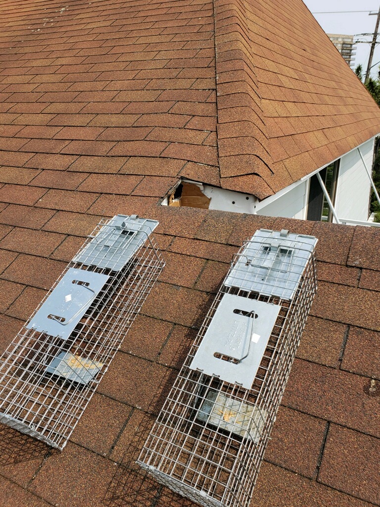 Surf Termite & Pest Control | Neptune & [Greater New York] | Pest ...