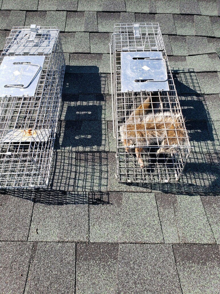 Surf Termite & Pest Control | Neptune & [Greater New York] | Pest ...